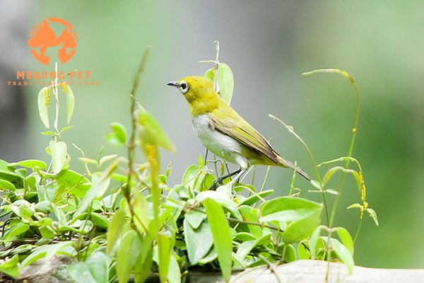 Mua Bán Chim Vành Khuyên: Hướng Dẫn Chi Tiết Cho Người Mới